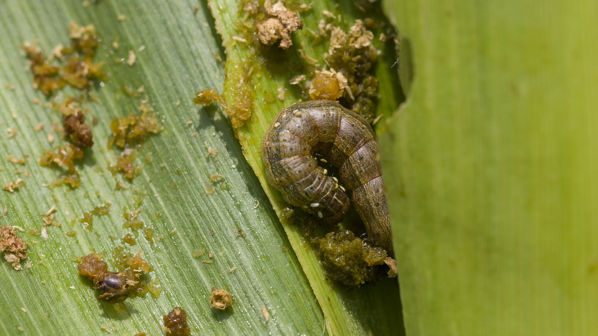 Invasion of fall armyworms ravages crops in 20 African countries