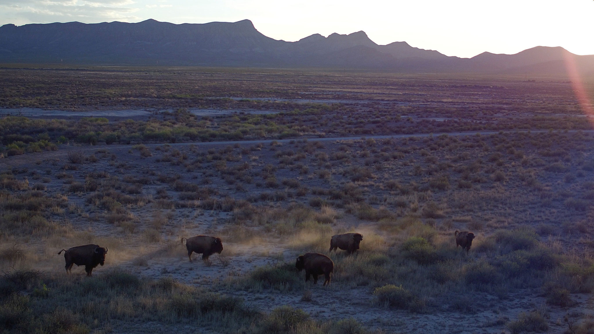 An American safari: tracking bison on Ted Turner’s ranch
