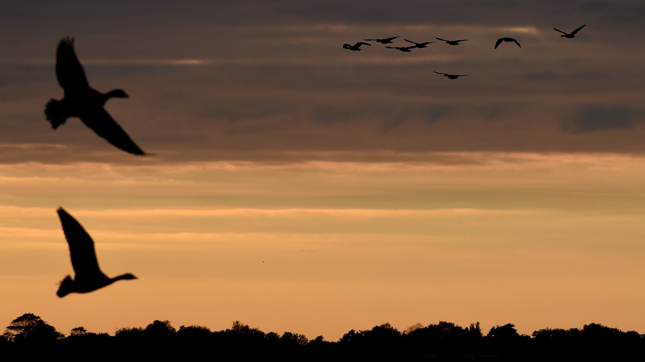 North Africa aims to emulate Asia’s flying geese