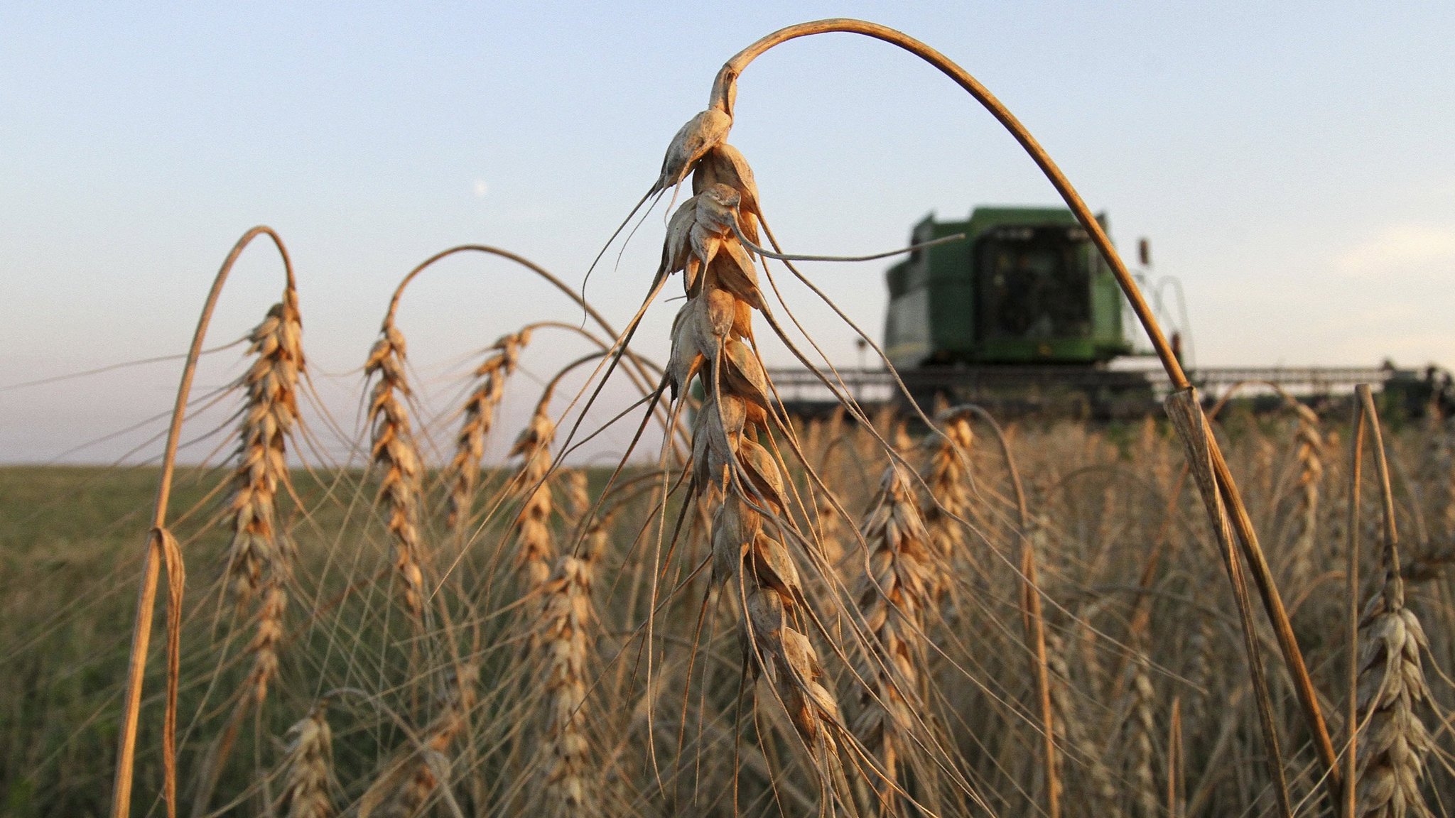 Debut for Black Sea wheat derivatives contract