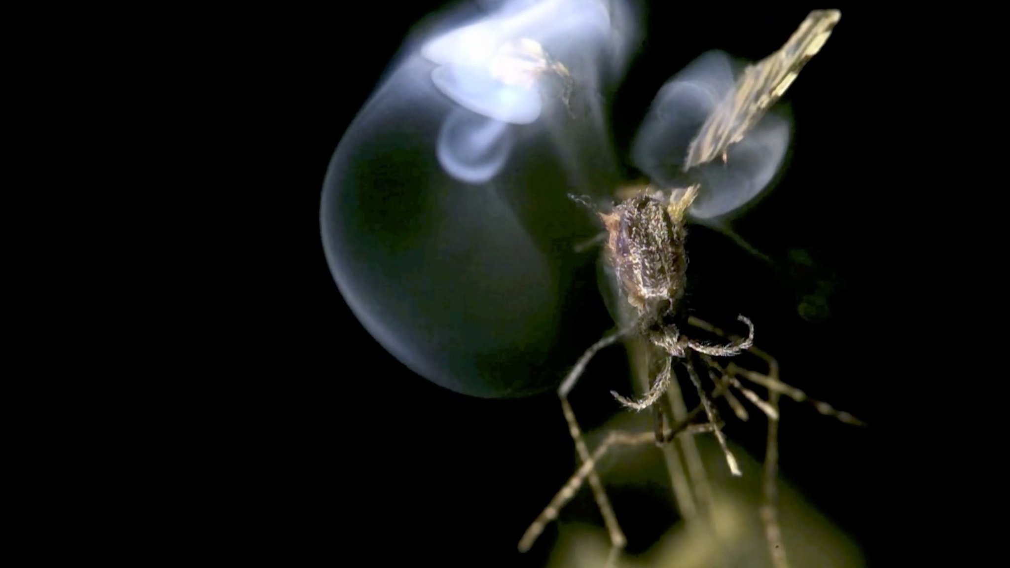 Photonic fence concept takes the fight to malaria