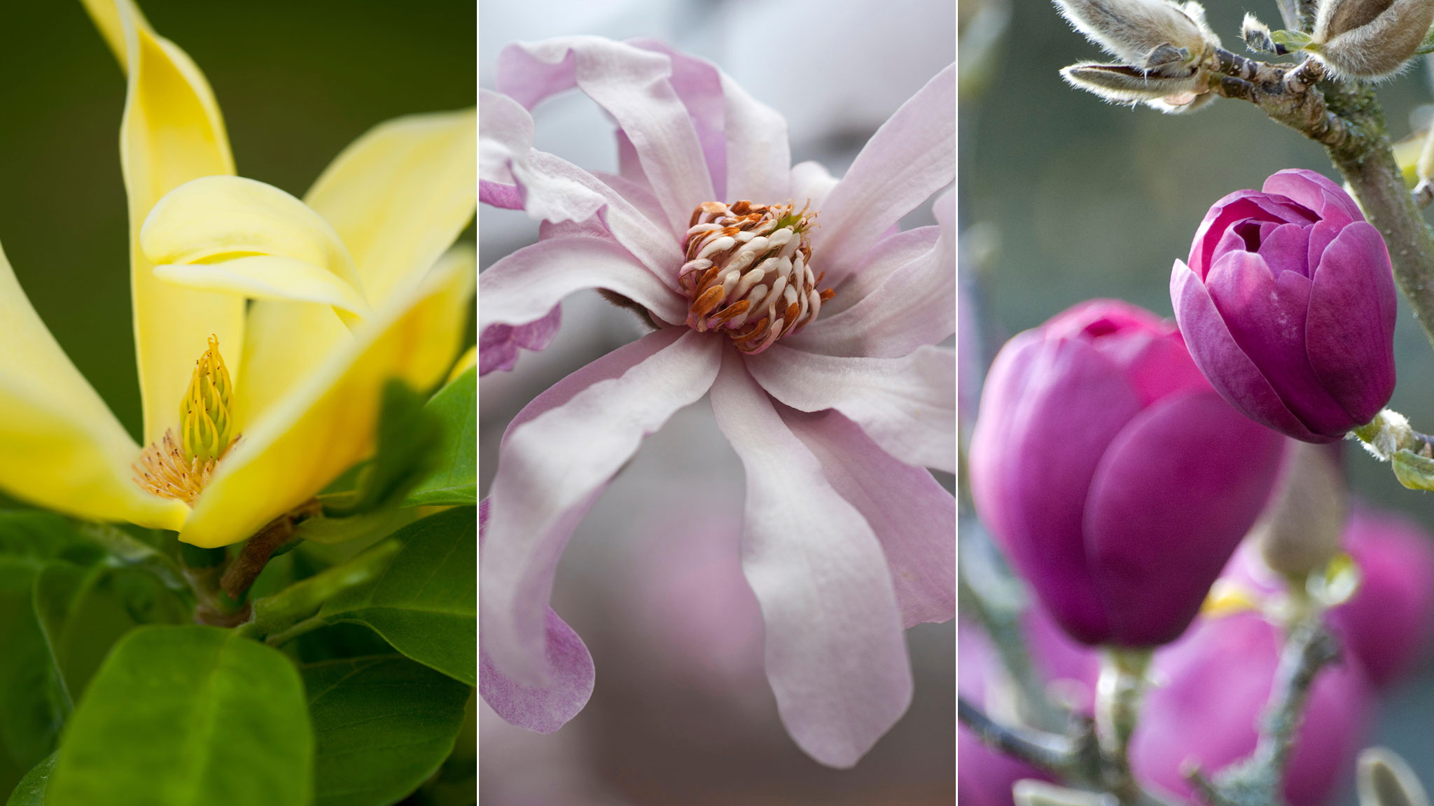Magnolias’ moment: the best varieties for a springtime spectacle