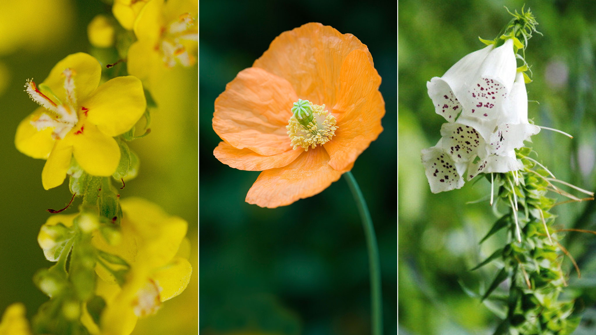 Why biennials are worth the wait