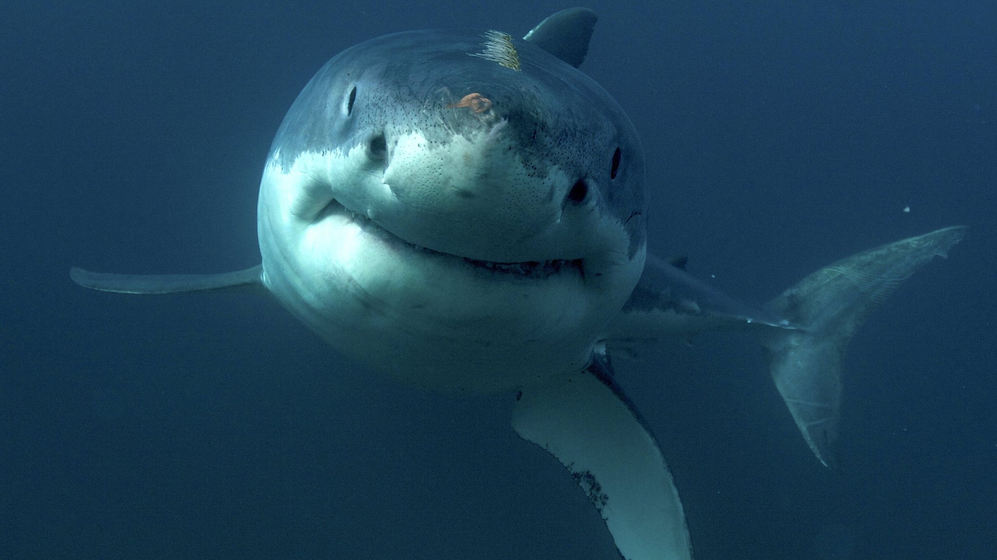 Discovery hooks $14.6bn Scripps to tackle shark-filled digital waters