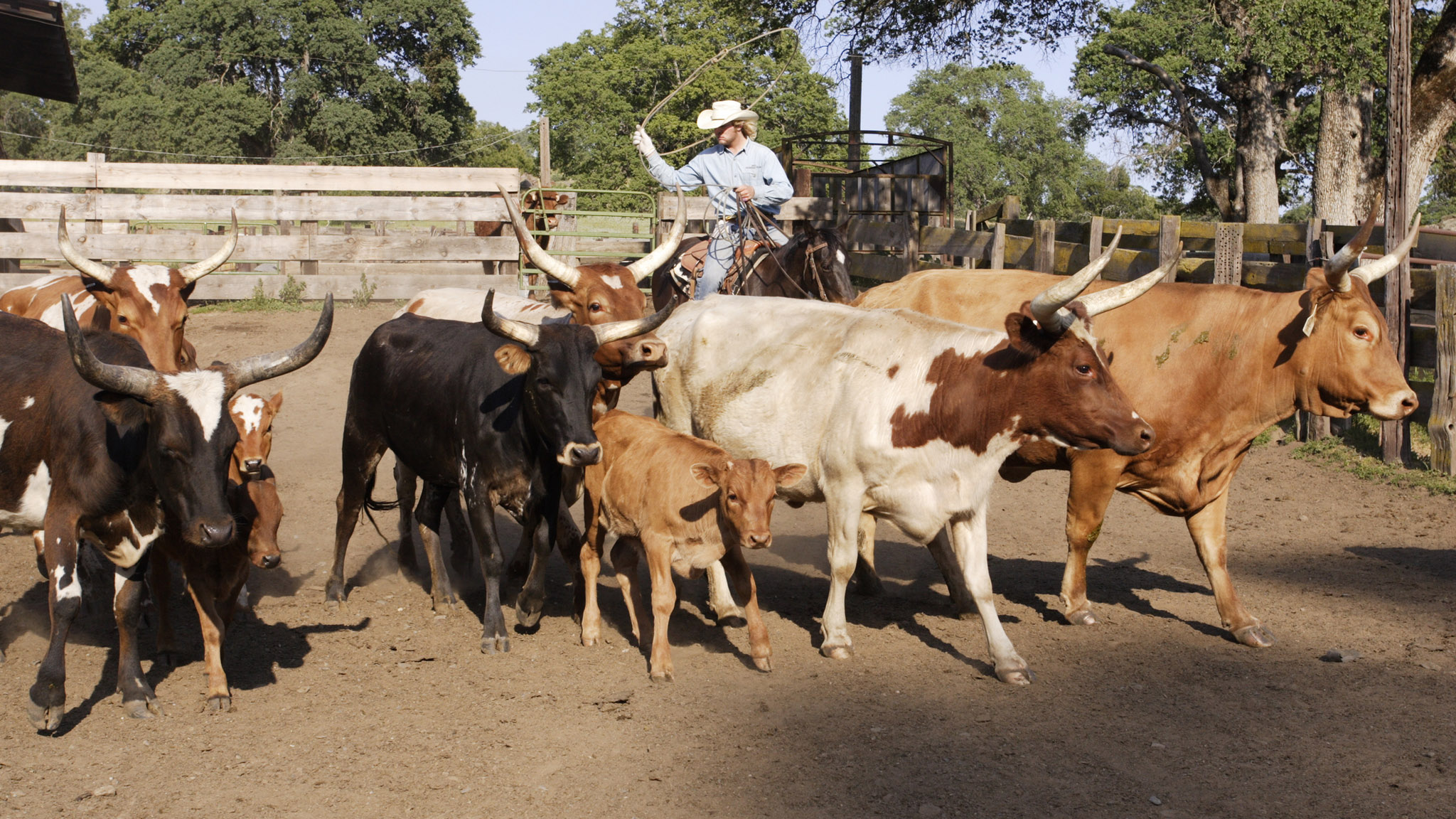 Cattlemen lock horns with futures exchange over market volatility