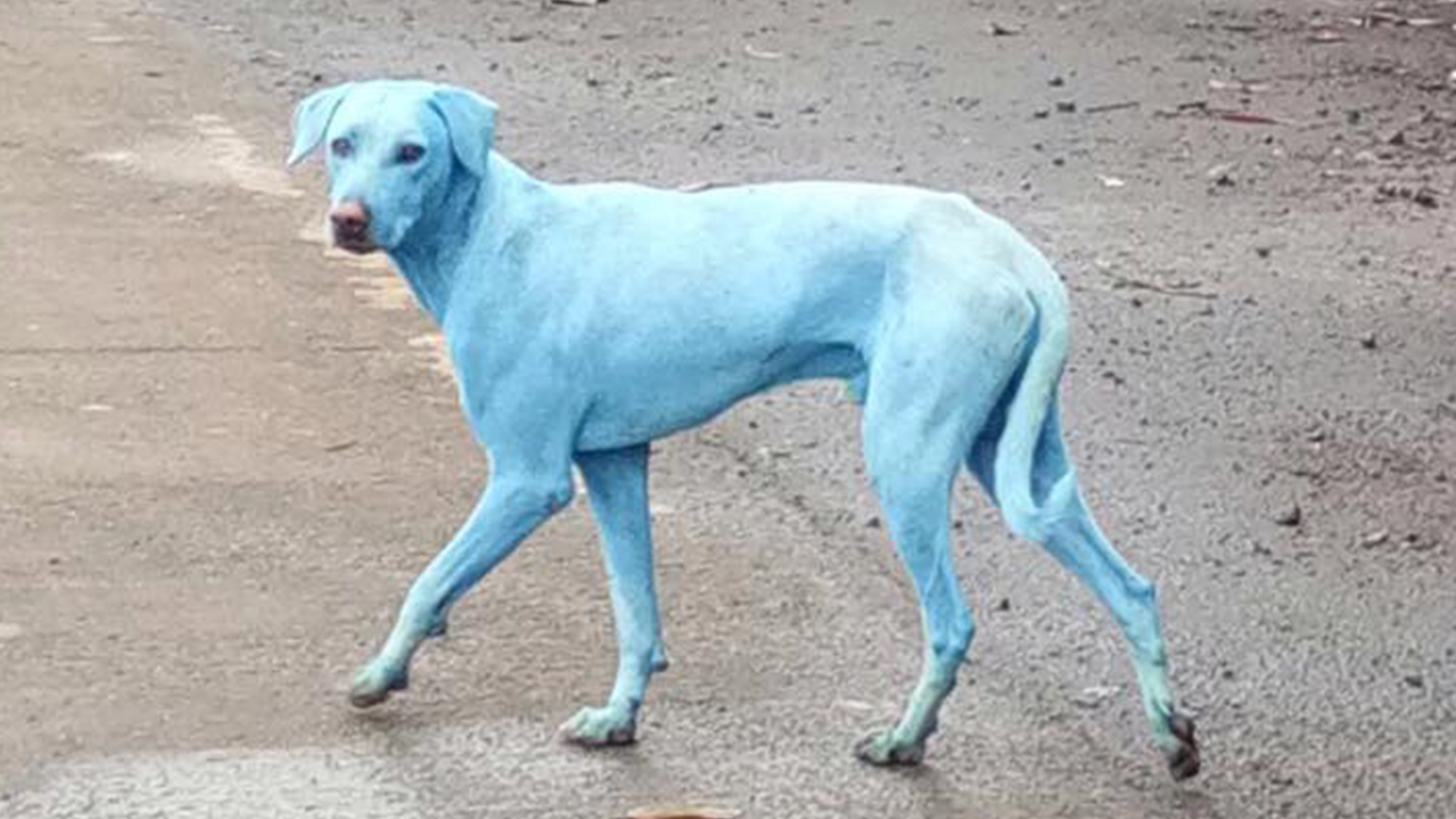 What Is A Blue Dog Breed