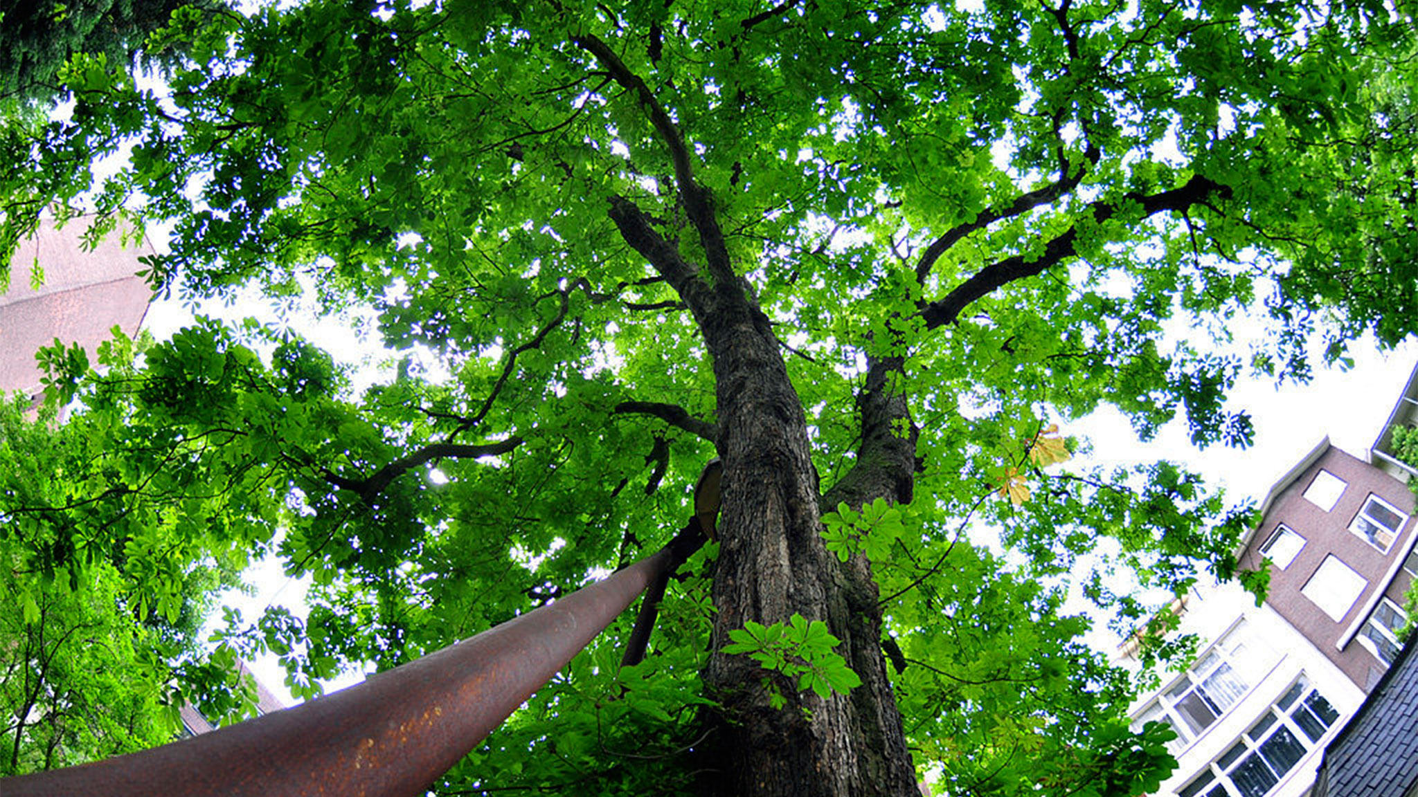 The story of hope behind Anne Frank’s tree — and how it lives on
