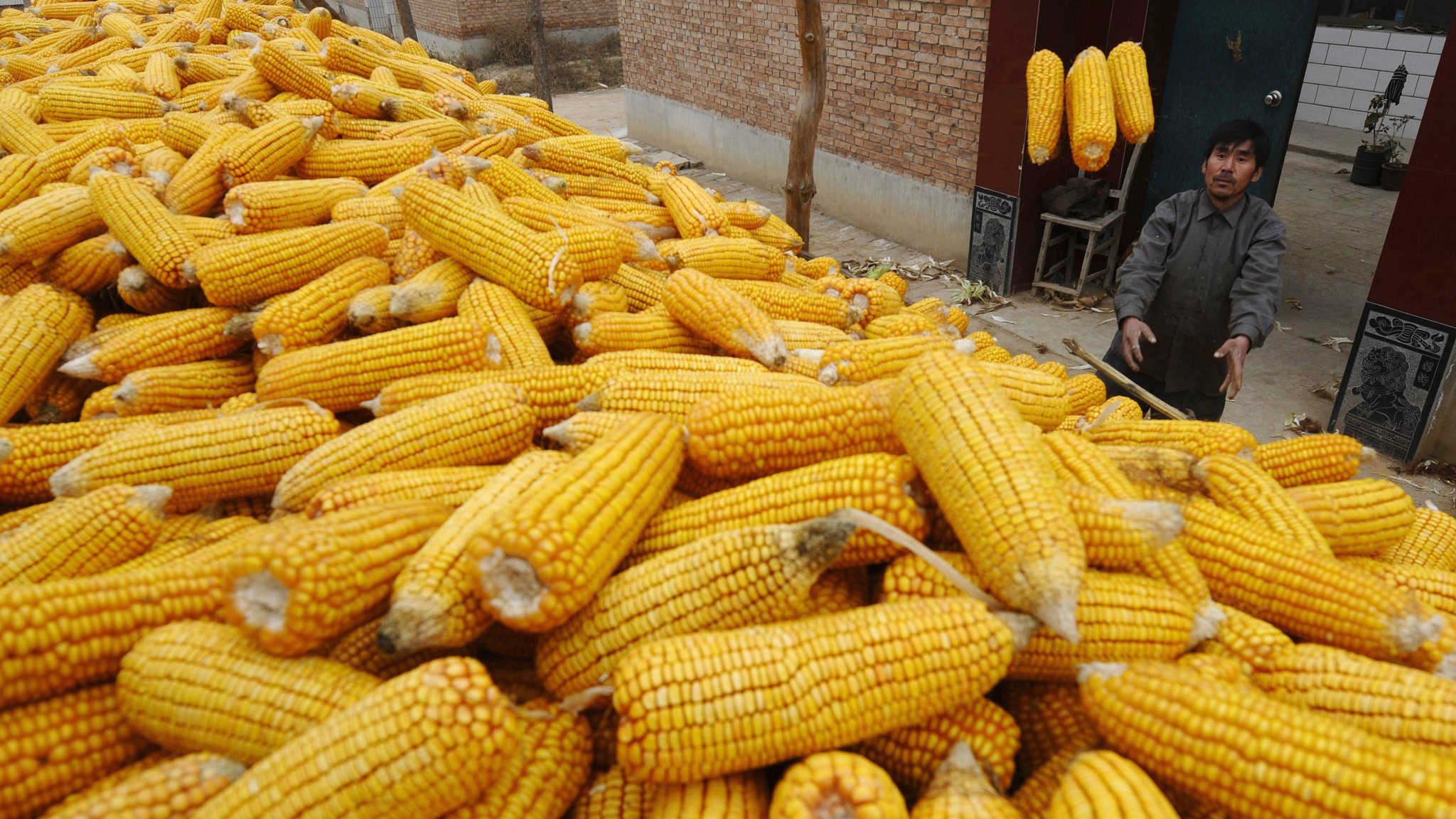 China corn shortages loom despite bulging silos