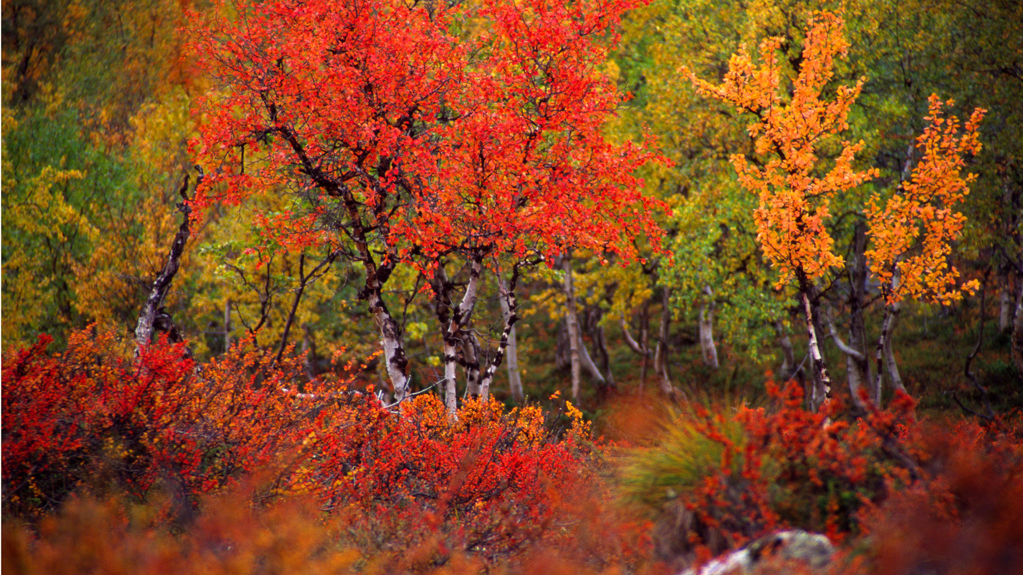 Autumn’s brief glory in Finnish Lapland