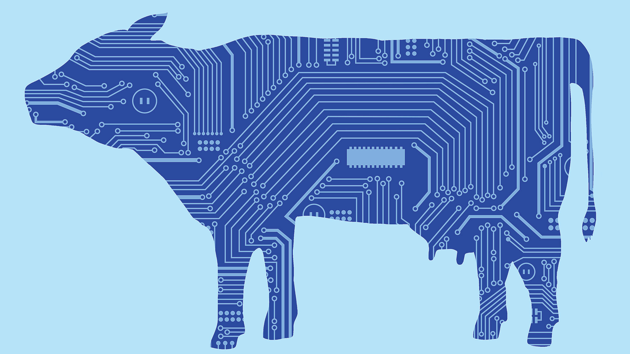 Meet the “connected cow”