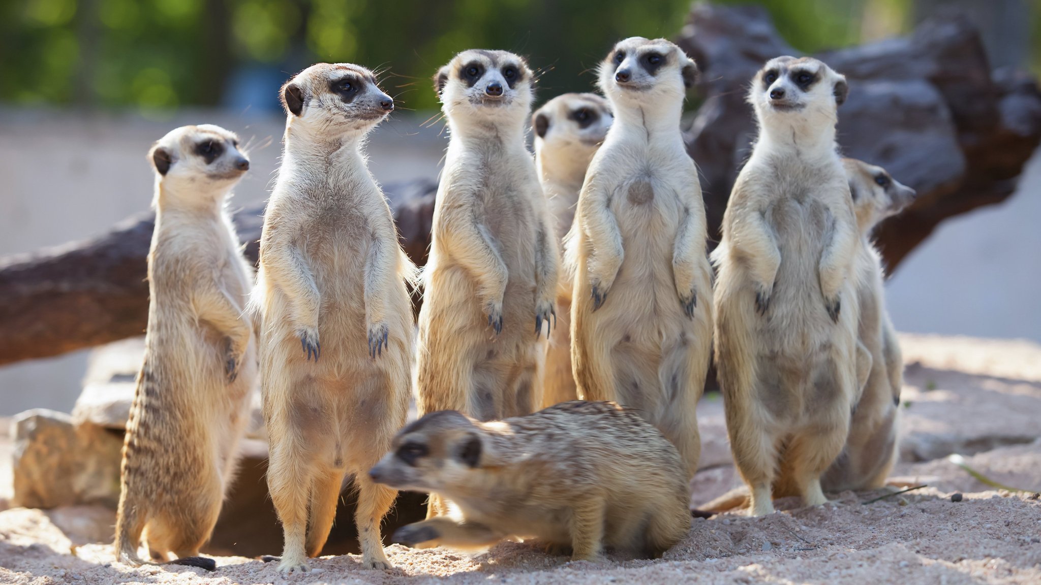Meerkats fail to improve this feeble management fable