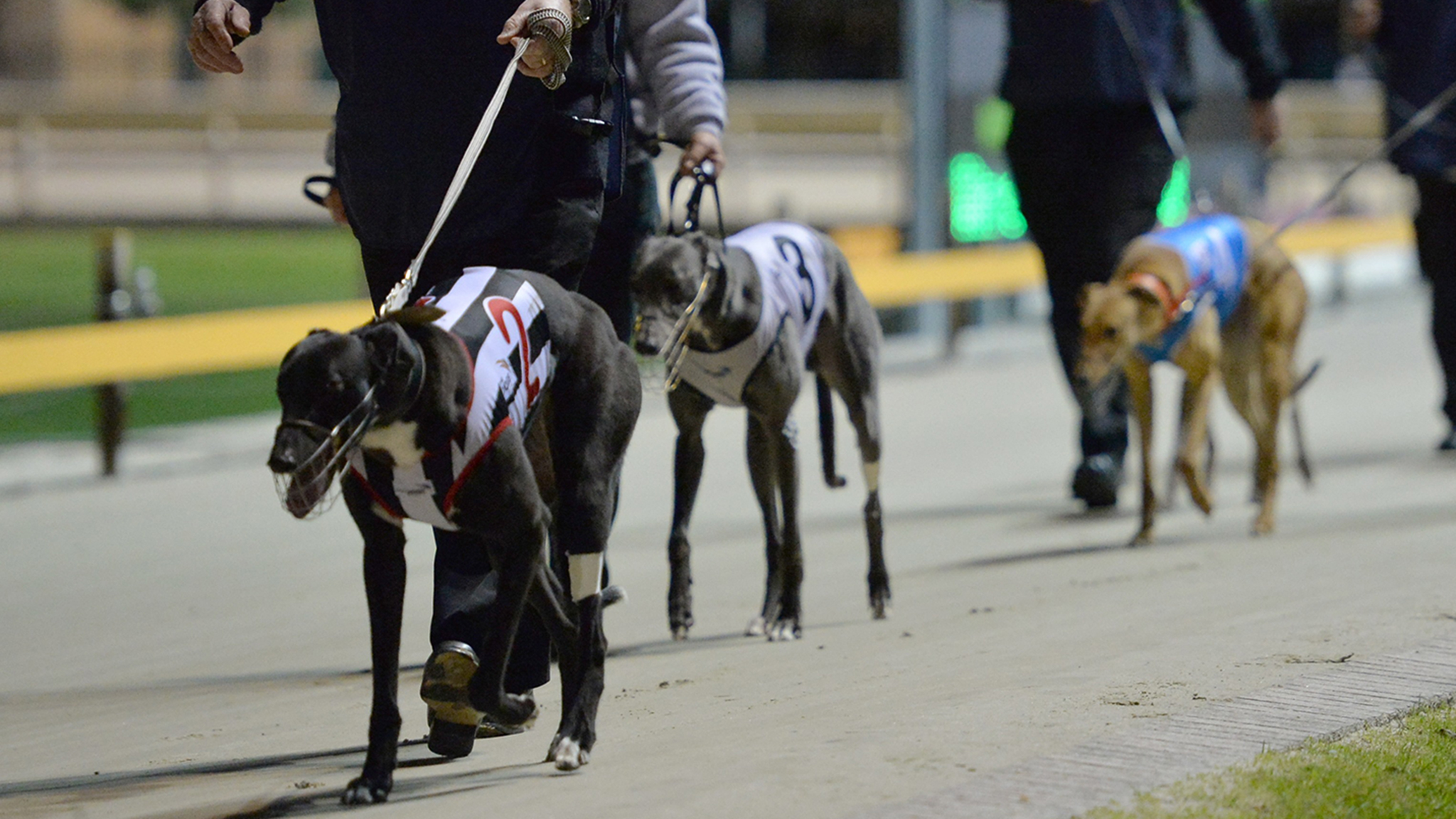 Should Greyhound Racing Be Banned In Australia