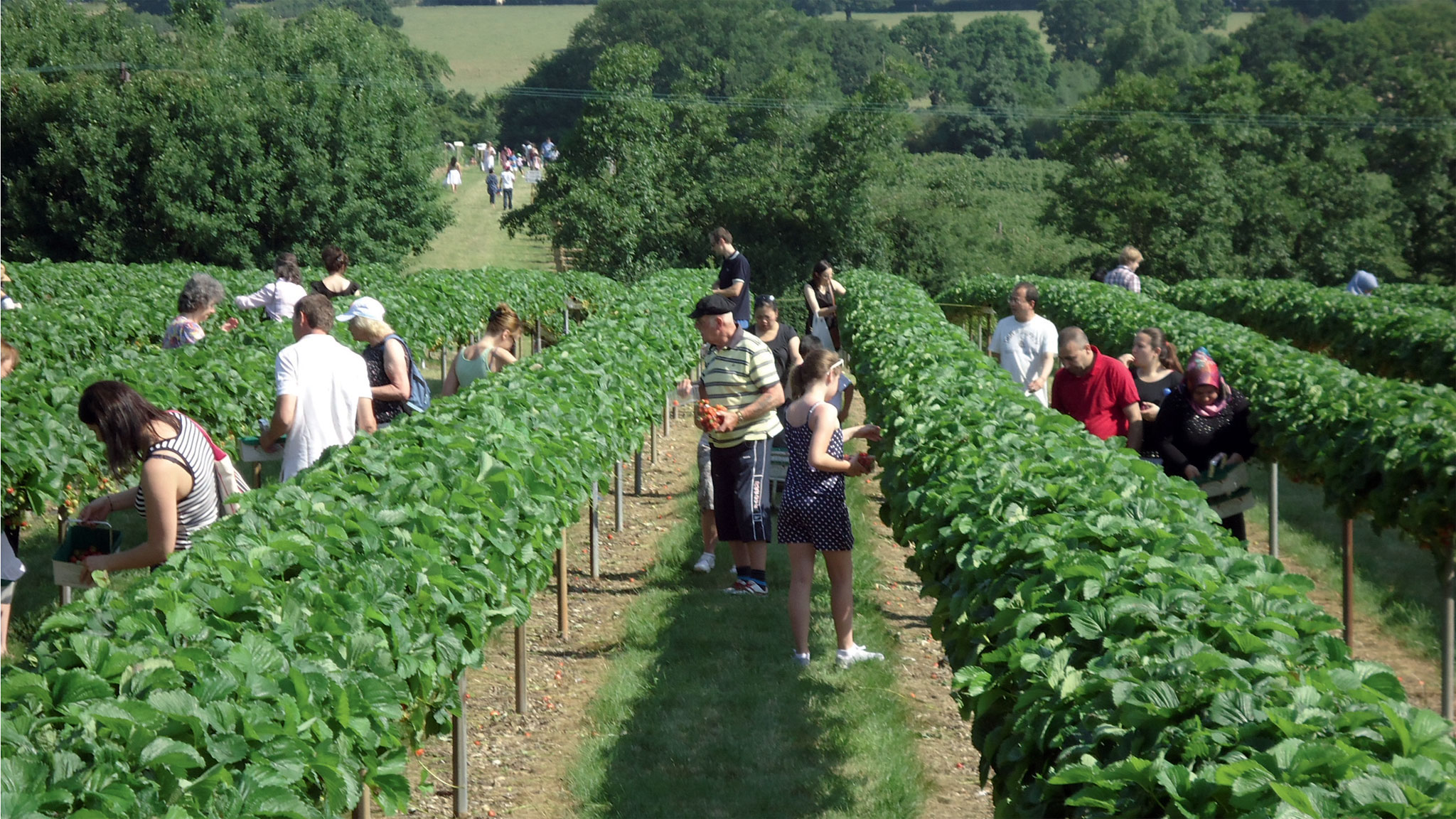 Five of the best: pick-your-own farms